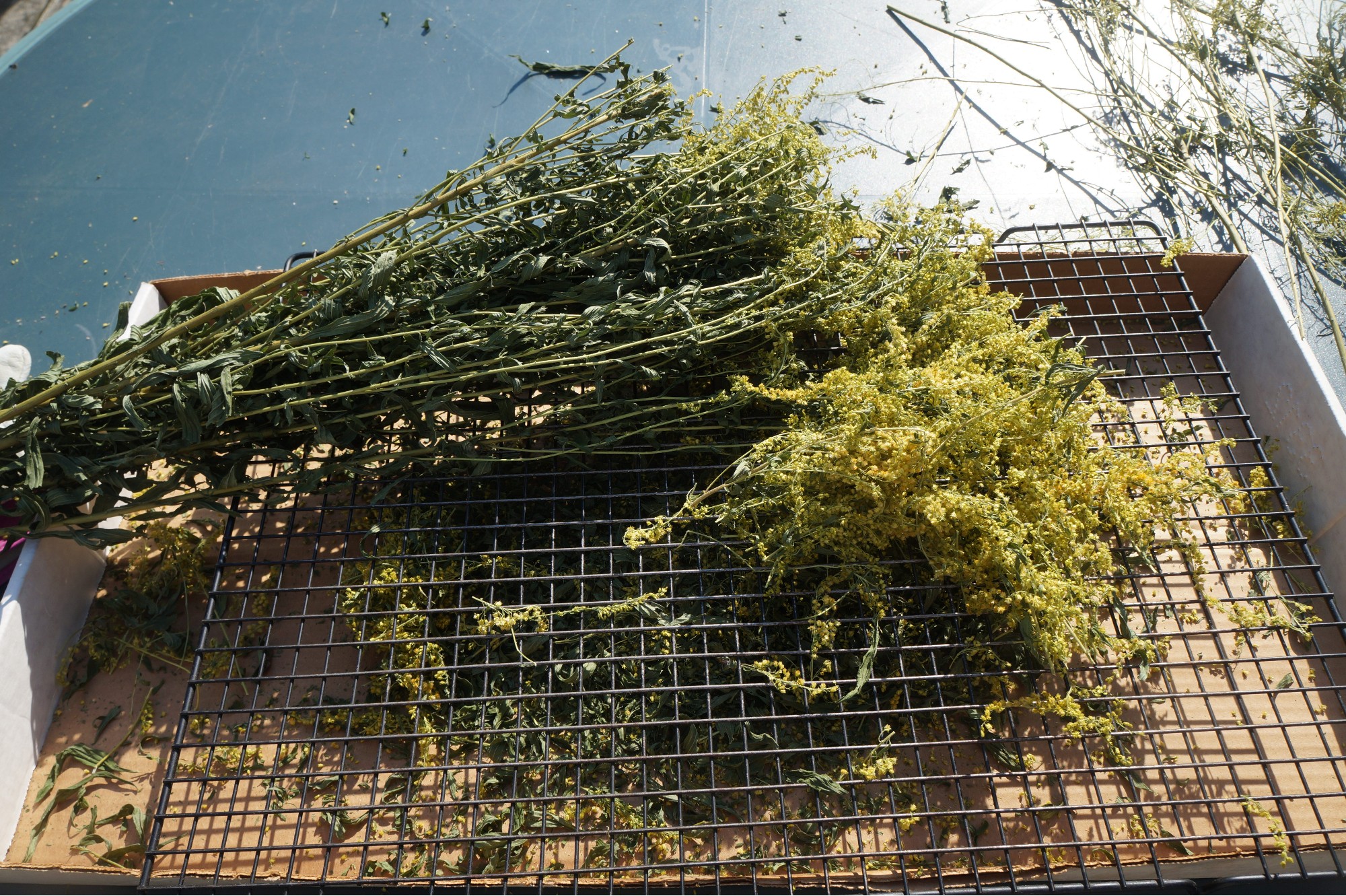 Garbling and Storing Dried Herbal Plants – Adirondack Herbals