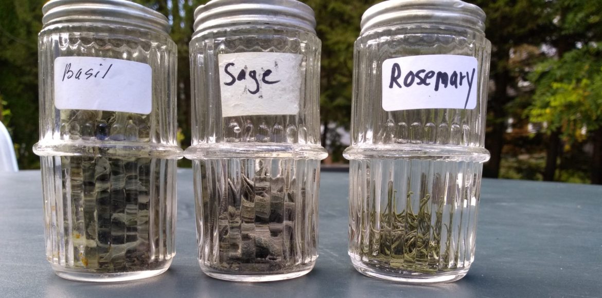Garbling and Storing Dried Herbal Plants – Adirondack Herbals